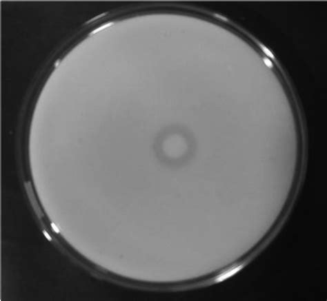 Pseudomonas Baetica Suhu25 Showing Proteolytic Activity On Skim Milk Agar Download Scientific