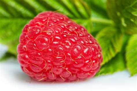 Raspberry With Leaves Raspberry Isolated On White Background Stock Image Image Of Fruit