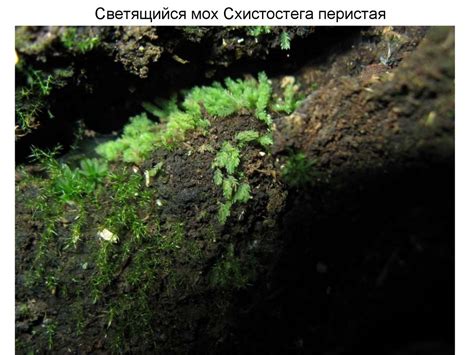 Надотдел Мохообразные – Bryomorphae - презентация онлайн