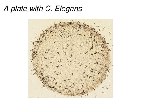 Ppt Caenorhabditis Elegans Powerpoint Presentation Free Download