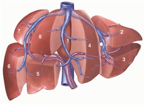 Laparoscopic Partial Hepatectomy Abdominal Key