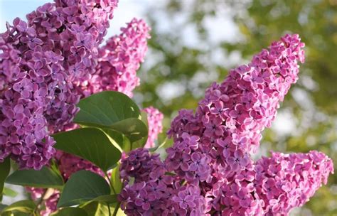 Jorgovan Ljekovita Biljka Evo što Sve Liječi Biljke Za