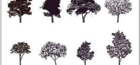 Trees In Elevation Free Dwg Cad Block Max Cad Com