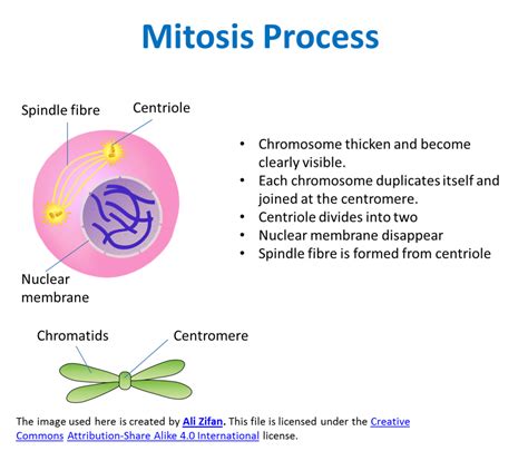 Types Of Cell Division Biology Wise