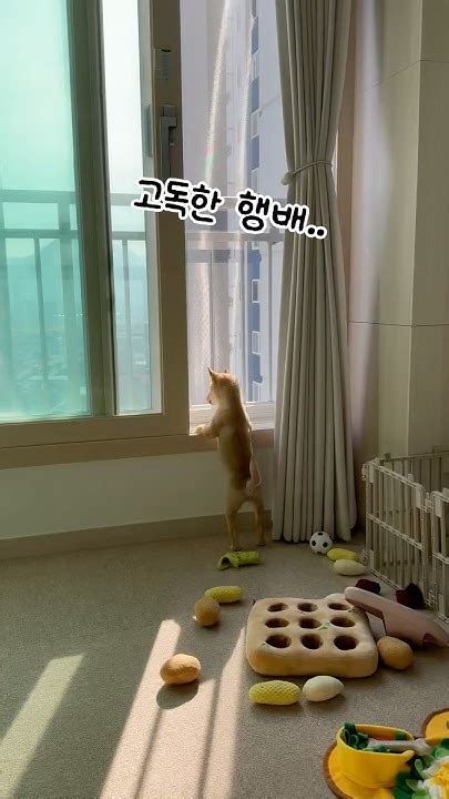 골드문 서열 1위를 꿈꾸는 시바견 시바이누 마메시바 Youtube