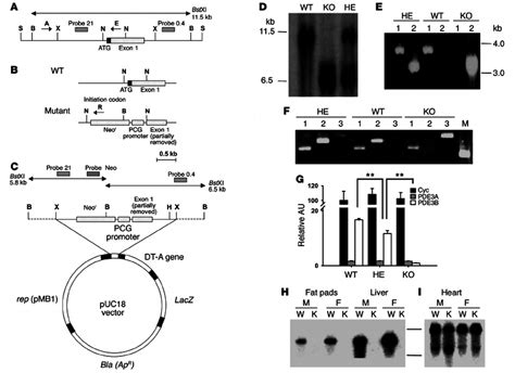 Targeted Disruption Of The Murine Pde3b Gene A Structure Of The Download Scientific