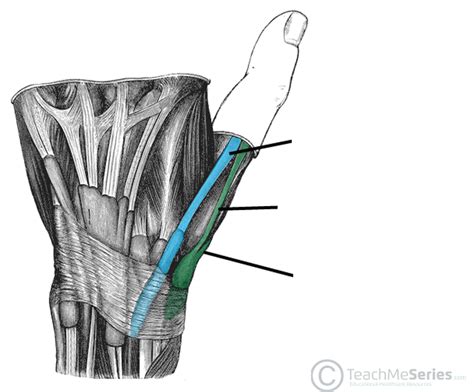 Diagram Of The Anatomical Snuffbox Aka Radial Fossa Quizlet