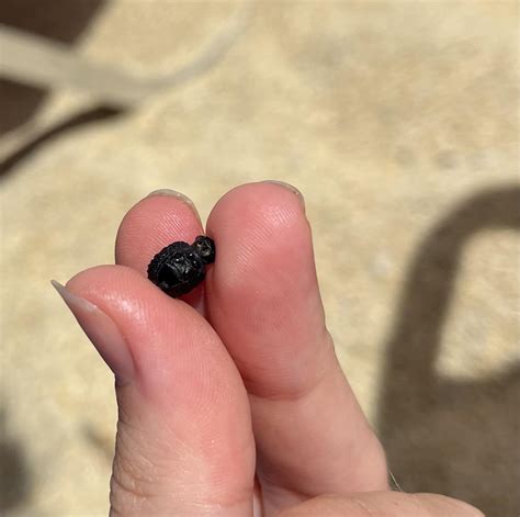 Is This An Insect Fossil R Fossils