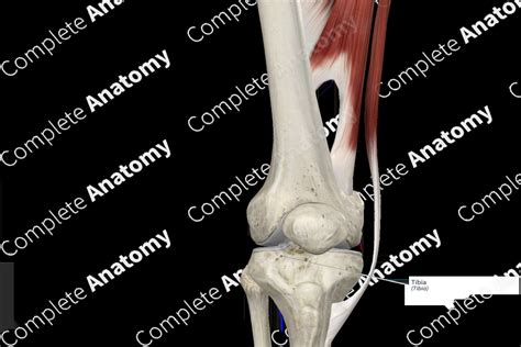 Anatomia Tibial