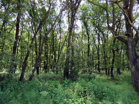 Ползване на дървесина ДГС Върбица