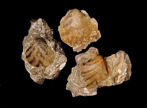 Bivalve Mollusc Fossils Photograph By Natural History Museum London