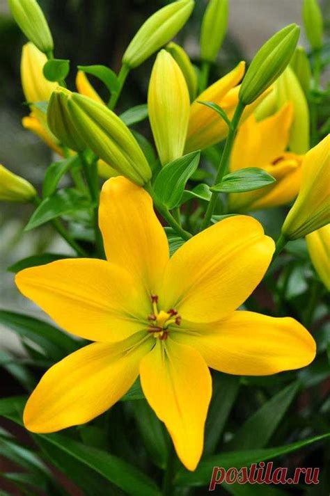 Посадка и уход за лилиями в саду Виды лилий огород сад цветник Постила