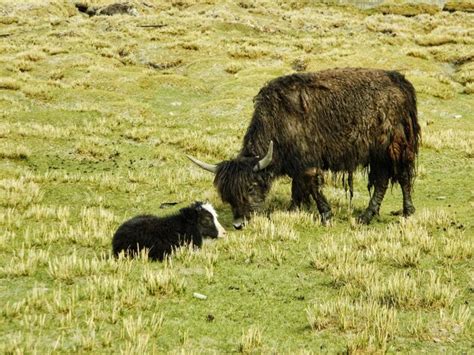 Premium Photo Yaks Grazing In A Field