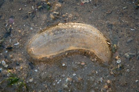 See Through Sea Cucumber