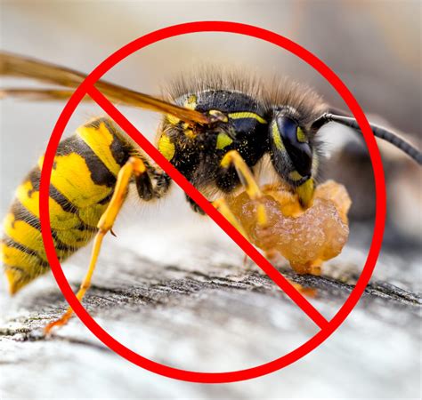 Yellow Jacket Vs Honey Bee