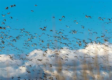 Premium Photo Surprised Flock Of Geese Leaving The Field During Spring Autumn Migration Flock