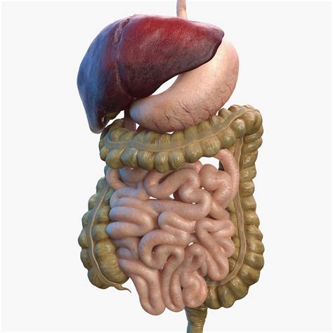 Human Digestive System 3d Model 199 Obj Ma Max Lxo Lwo Fbx
