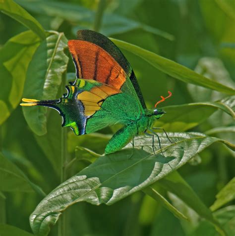 Teinopalpus Imperialis And Rework Macroclose Up Critiques Nature