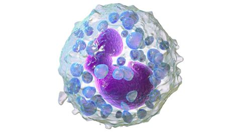 Basophils Definition Function And Normal Range