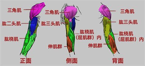 上臂三角肌 怎样瘦三角肌 三角肌进针 第3页 大山谷图库