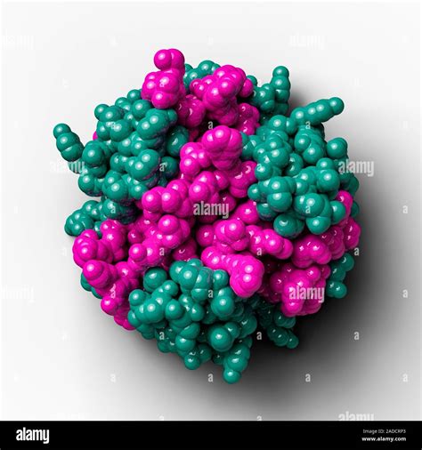 Insulin Molecule Computer Model Showing The Structure Of A Molecule Of The Hormone Insulin