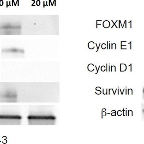 Abemaciclib Modulates Cell Cycle And Apoptosis Regulatory Proteins