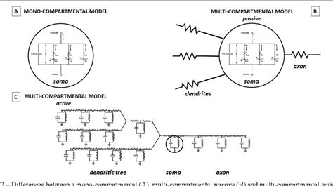 Figure 2 From Gpu Parallelization Of Realistic Purkinje Cells With Complex Morphology Semantic