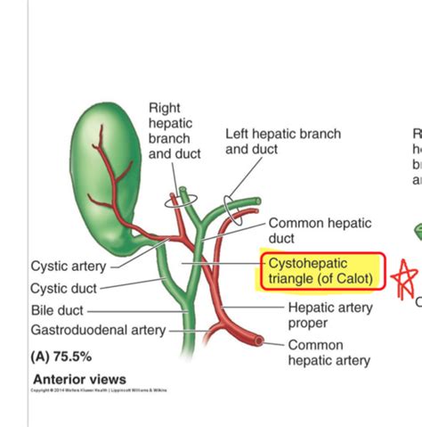 Cystohepatic Triangle
