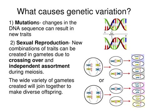 Ppt Darwin And His Theory Of Evolution By Natural Selection
