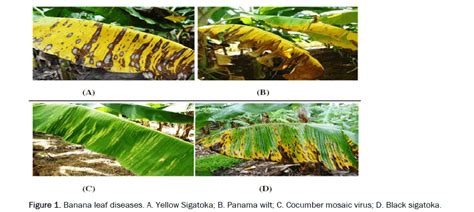 detection of banana leaf disease and its analysis using different techniques open access journals