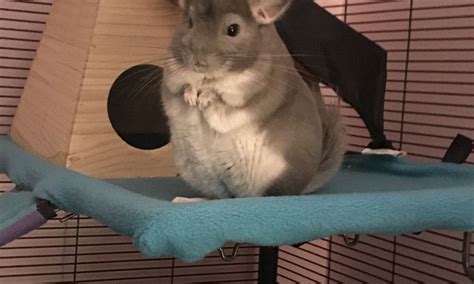 Рассказывается о шиншиллах как правильно кормить ухаживать и содержать в домашних условиях