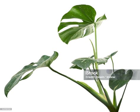 다양한 몬스터 식물 몬스터 태국 별자리 잎 흰색 배경에 고립 클리핑 경로와 0명에 대한 스톡 사진 및 기타 이미지 0명 개성 개념 깃털 Istock