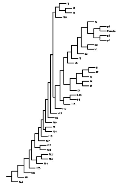 Phylogenetic Tree Derived From Maximum Parsimony Analysis Of Its