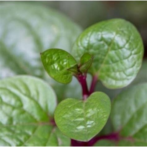 Jual Daun Gendola Binahong Merah Segar Perhelai Shopee Indonesia