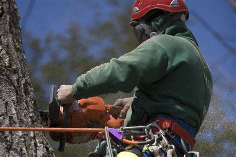 Experts At Tree Removal Kent S Tree Service