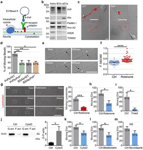 Actin Cytoskeleton Dynamics Drive Extracellular Motion Of Large Evs