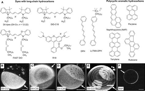Fluorescent Probes For Lipid Rafts From Model Membranes To Living
