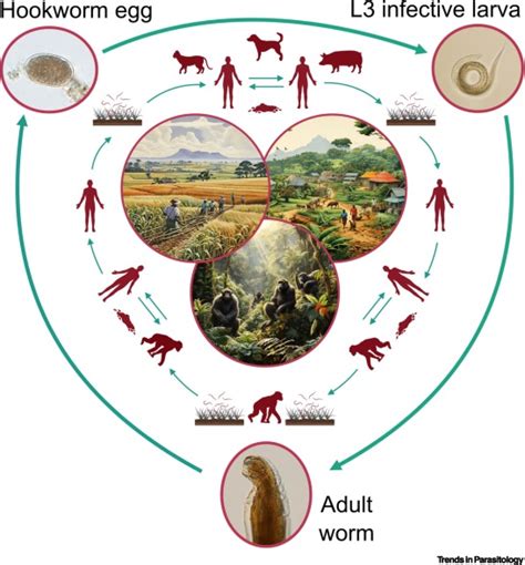 Hookworm Genomics Dusk Or Dawn Trends In Parasitology