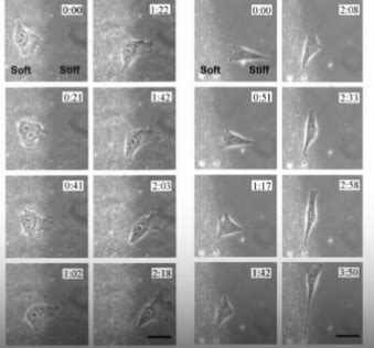 Week A Flashcards Quizlet Week A Flashcards Quizlet