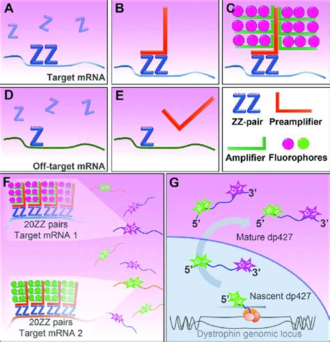 In Situ Hybridization Ish And Fluorescence In Situ
