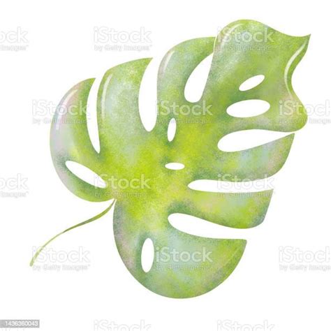 심플한 디자인 요소 클립 아트 일러스트 레이 션 식물 잎 열대 괴물 흰색 배경 녹색 질감 밝은 색상 근접 촬영 0명에 대한 스톡 벡터 아트 및 기타 이미지 Istock