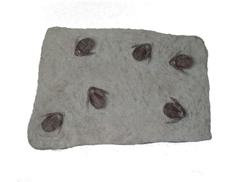 Placoderm Panel Bothriolepis Canadensis Fossil Cast Replica