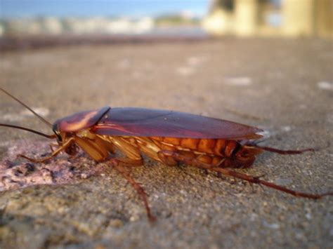 Cockroaches Page 6