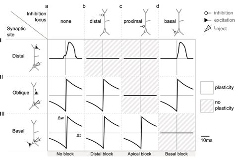Switching Stdp Learning Rules By Inhibition Of Dendritic Signals In A