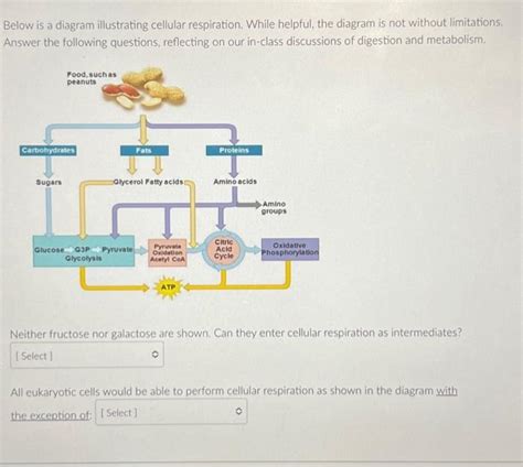 Solved Below Is A Diagram Illustrating Cellular Respiration