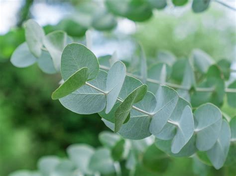 Silver Dollar Eucalyptus Tree For Sale Eureka Farms