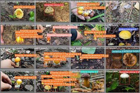 基于yolov10的蘑菇检测识别系统，支持图像、视频和摄像实时检测【pytorch框架、python源码】yolo菌菇识别 Csdn博客