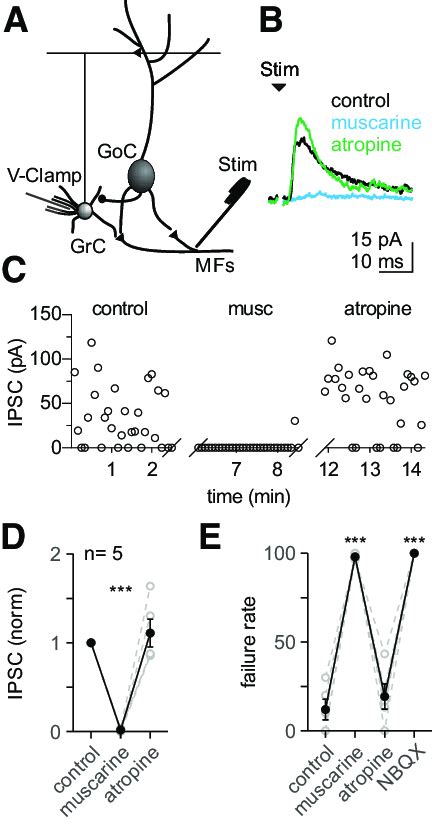 Reduction Of Feedforward Inhibition By Muscarinic Receptors A