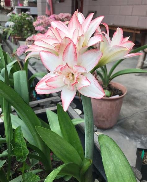 養朱頂紅秋季做好一件事根系好側芽多順利開花很漂亮 每日頭條