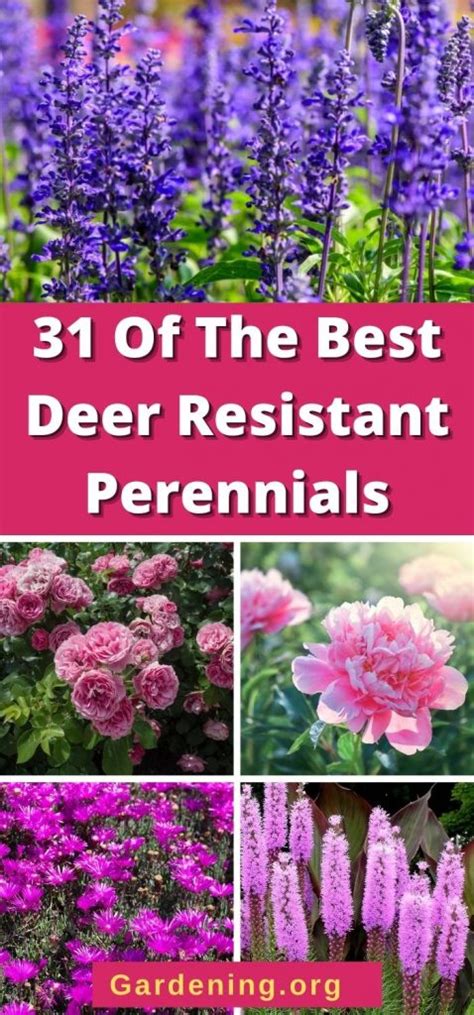 31 Of The Best Deer Resistant Perennials Gardening